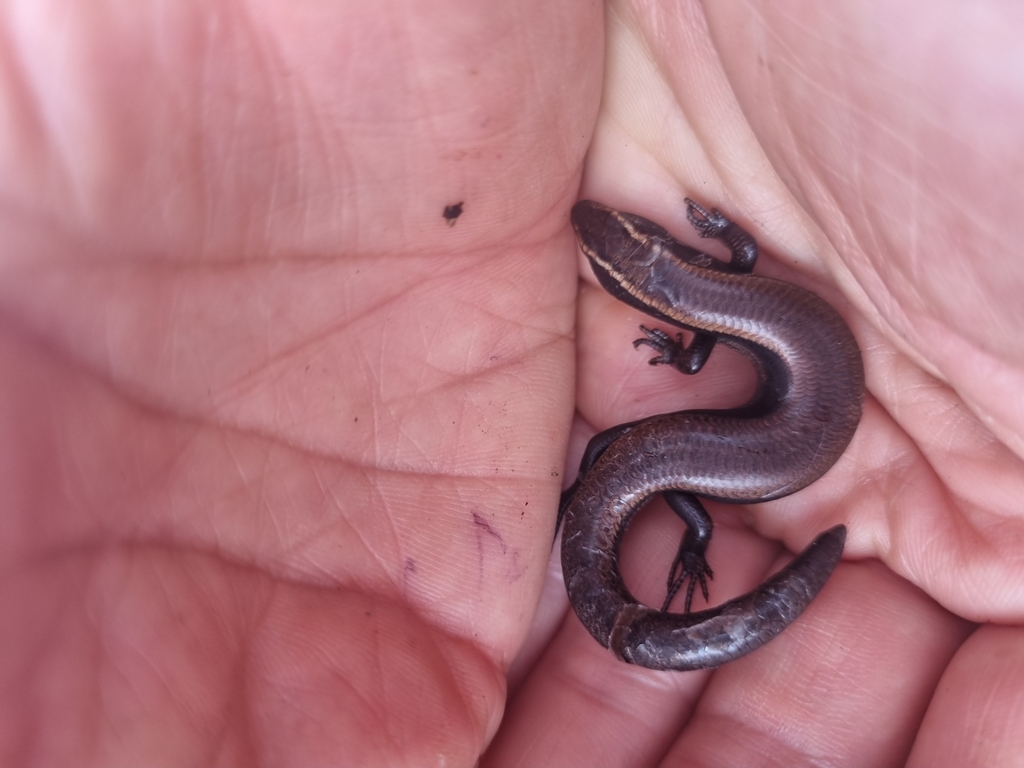 Duges' Skink from 60474 Mich., México on September 23, 2023 at 01:32 PM ...