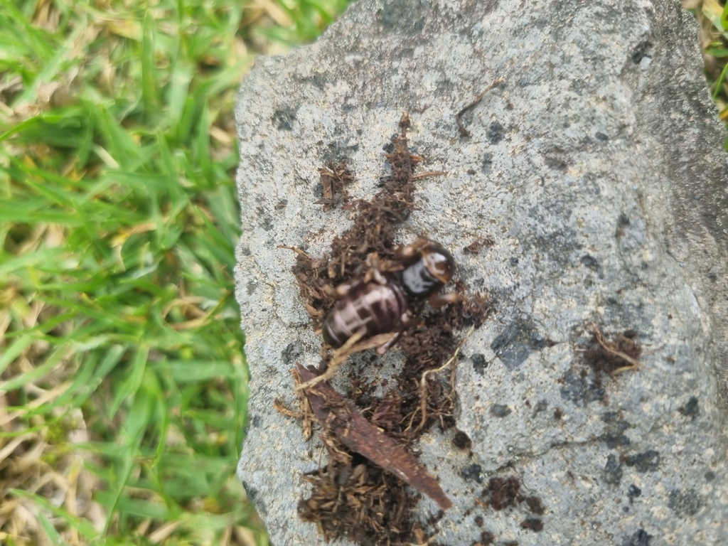 Central and South American Jerusalem Crickets from 60474 Mich., México ...