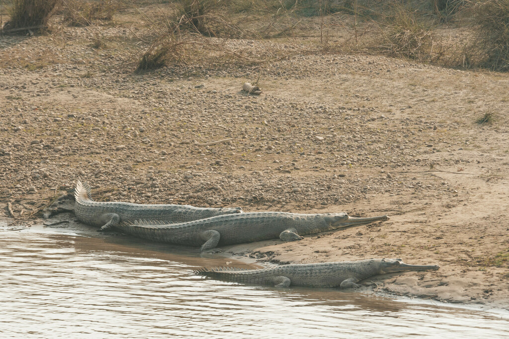 Gharial in December 2018 by Sean Rowan Laughlin · iNaturalist