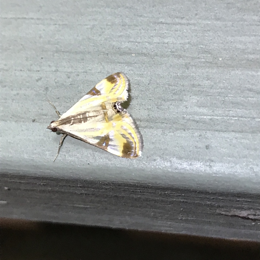 Fig Leaf Moth from Woolshed Creek Rd, Tallegalla, QLD, AU on September ...