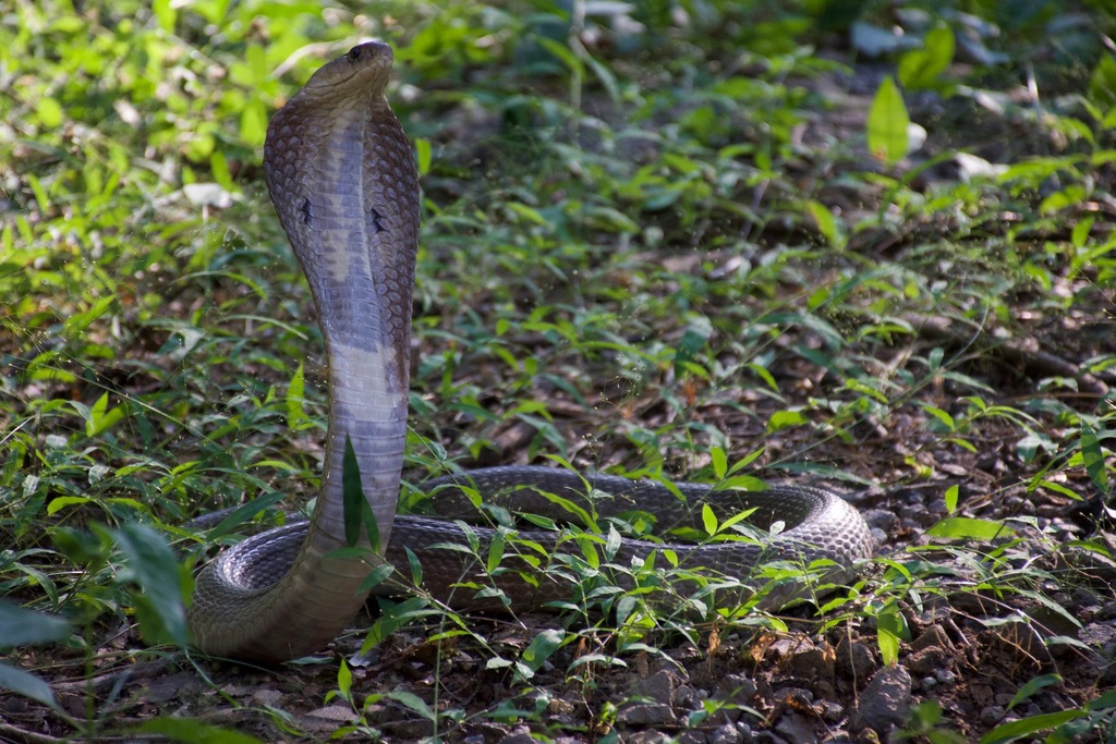 Indochinese Spitting Cobra in November 2016 by Sean Rowan Laughlin ...