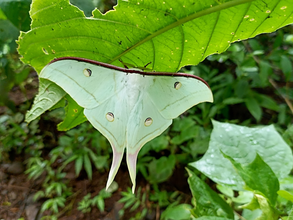 Indian Moon Moth from BNHS natural reserve on September 24, 2023 at 12: ...