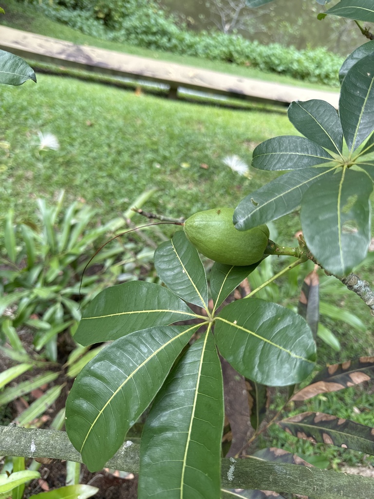 saba nut tree from Singapore Island, SG on September 24, 2023 at 04:36 ...