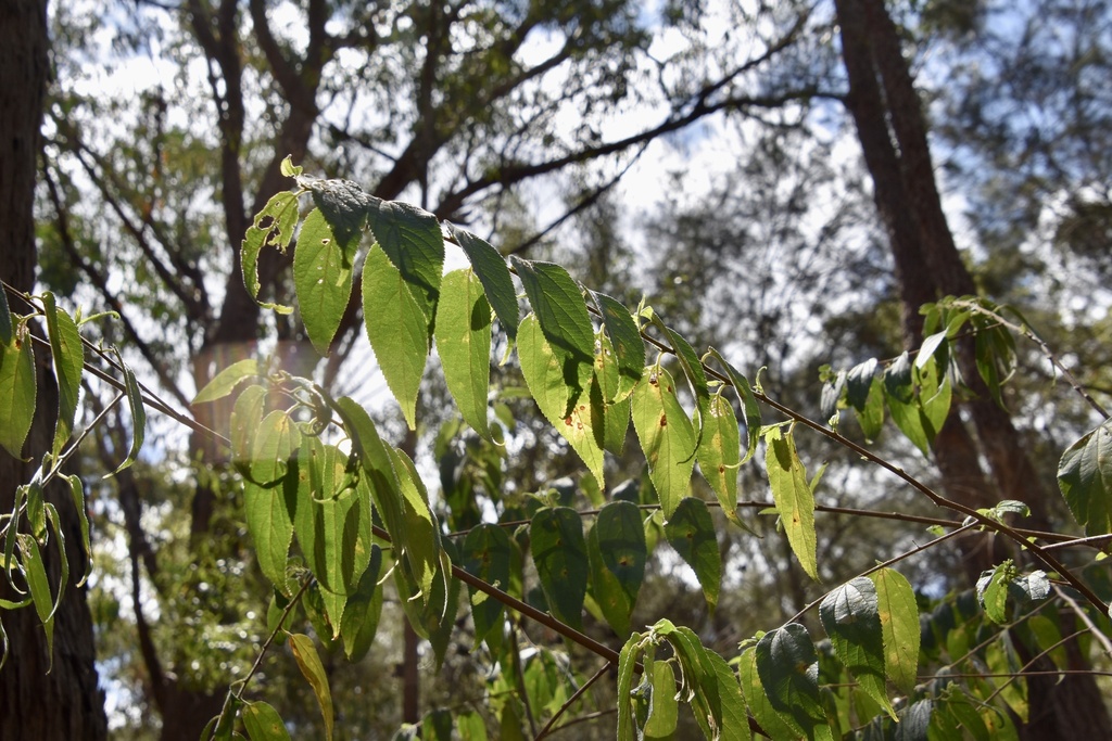 Nettle Tree from Southeast Outer Brisbane, Nathan, QLD, AU on September ...