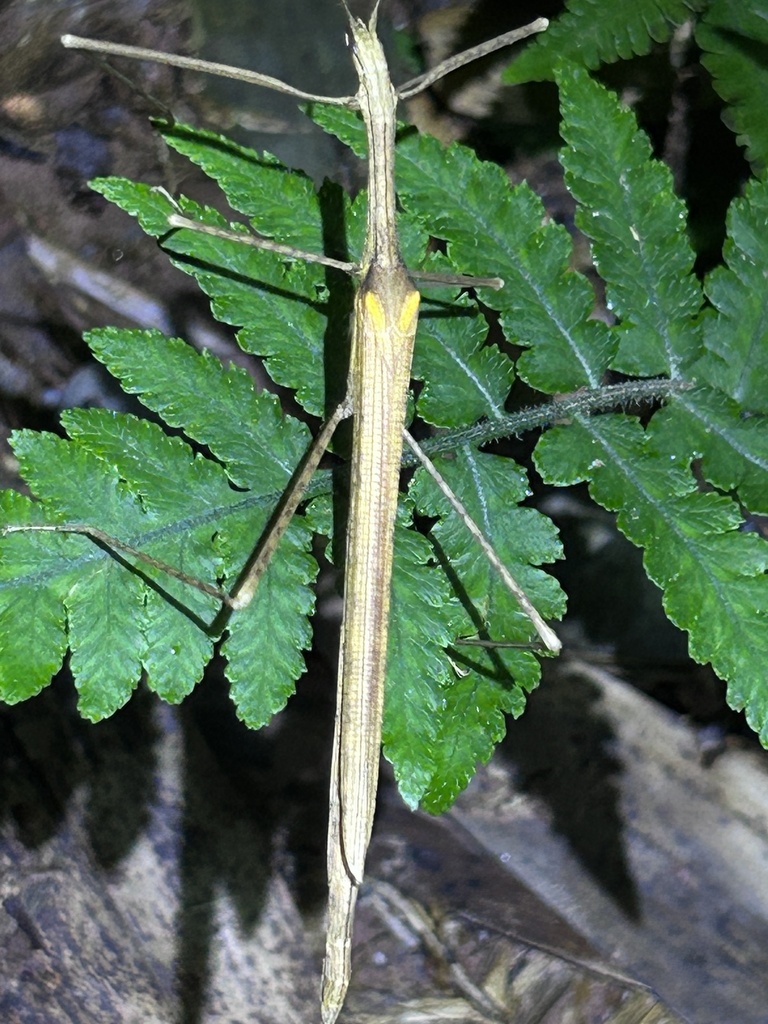 Stick Insects from 上思县, 防城港市, 广西壮族自治区, CN on September 16, 2023 at 09: ...