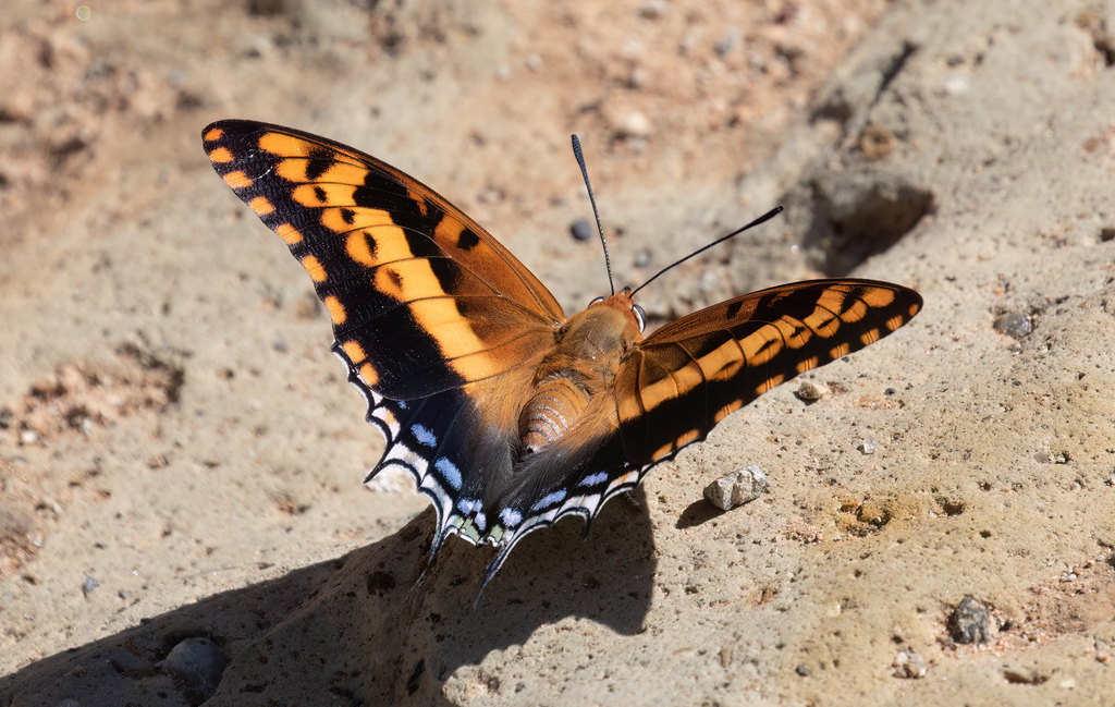 Two-tailed Pasha from Near Opuwo, Kunene Region, Namibia on May 4, 2021 ...