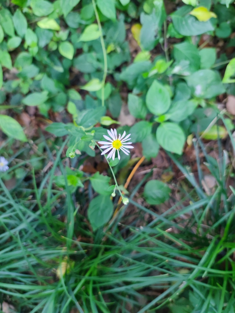 Aster indicus from 中国广西壮族自治区桂林市雁山区 on September 24, 2023 at 09:34 AM by ...
