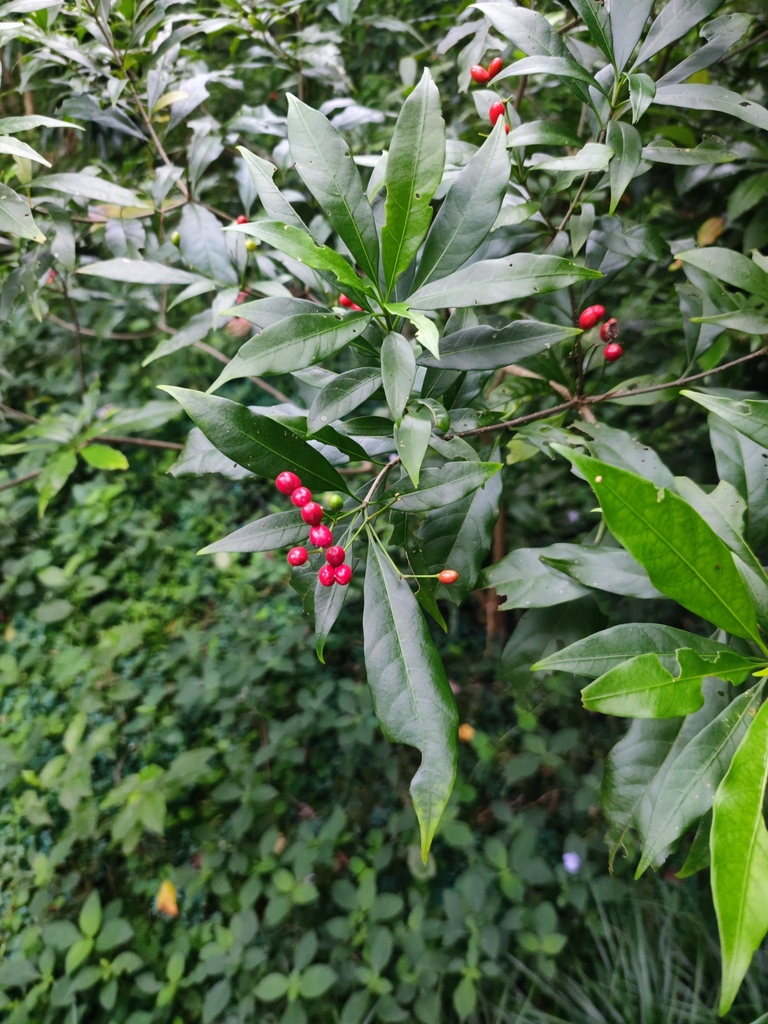 Common Devil Pepper from 广西壮族自治区桂林市 on September 24, 2023 at 09:34 AM ...