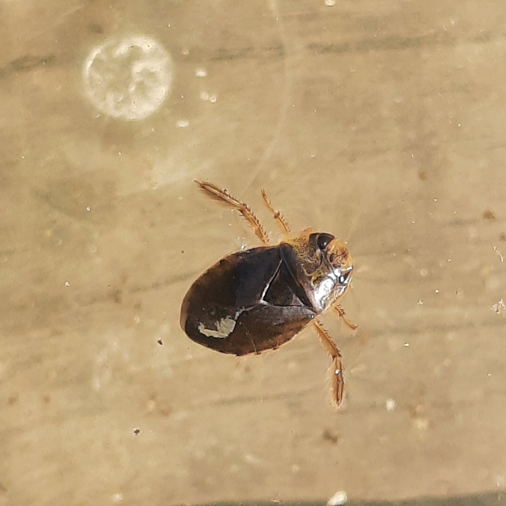 saucer bug from 9000 Aalborg, Danmark on September 24, 2023 at 02:49 PM ...