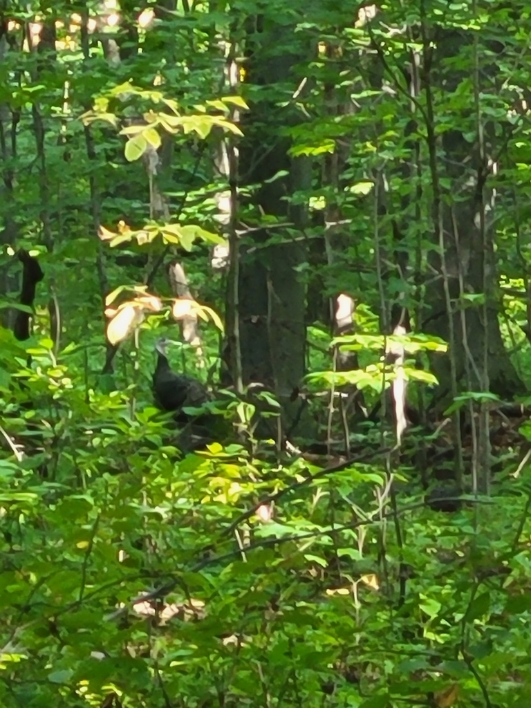 Eastern Wild Turkey from Dorval, QC H4S, Canada on September 22, 2023 ...