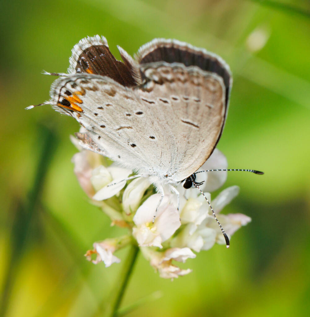 Eastern Tailed-Blue from Lancaster County, US-PA, US on August 21, 2023 ...
