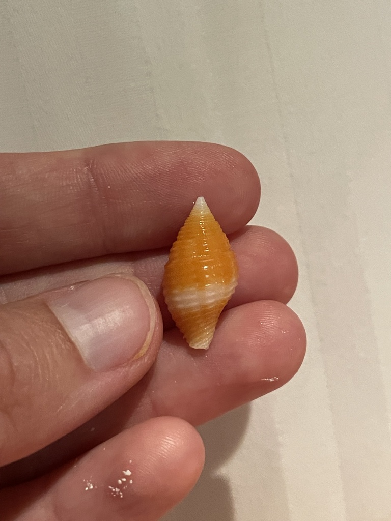 Pseudonebularia from Baros, Баа-Атолу, MV on September 22, 2023 at 10: ...