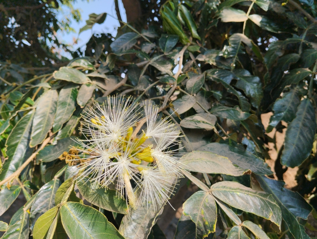Inga feuilleei from 13007, Perú on September 24, 2023 at 08:59 AM by ...