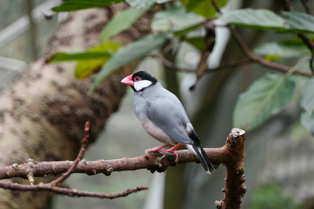 Java Sparrow on March 01, 2019 at 03:23 PM by K W Liu · iNaturalist