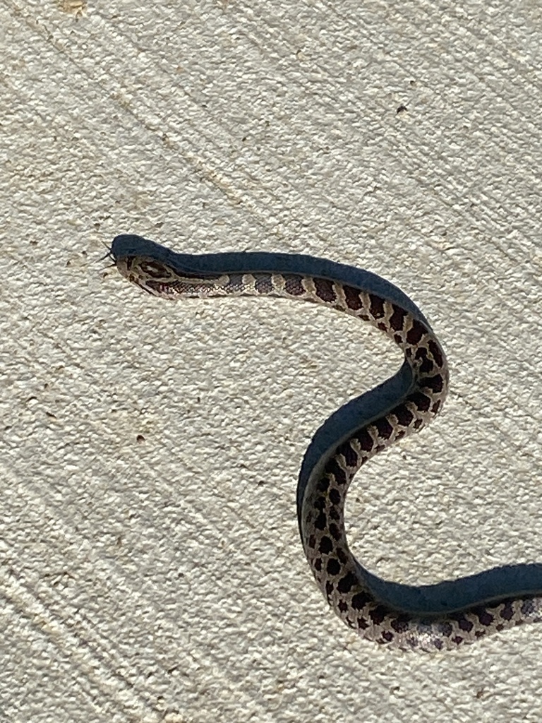 Prairie Kingsnake from Nursery Rd, Charleston, IL, US on September 24 ...