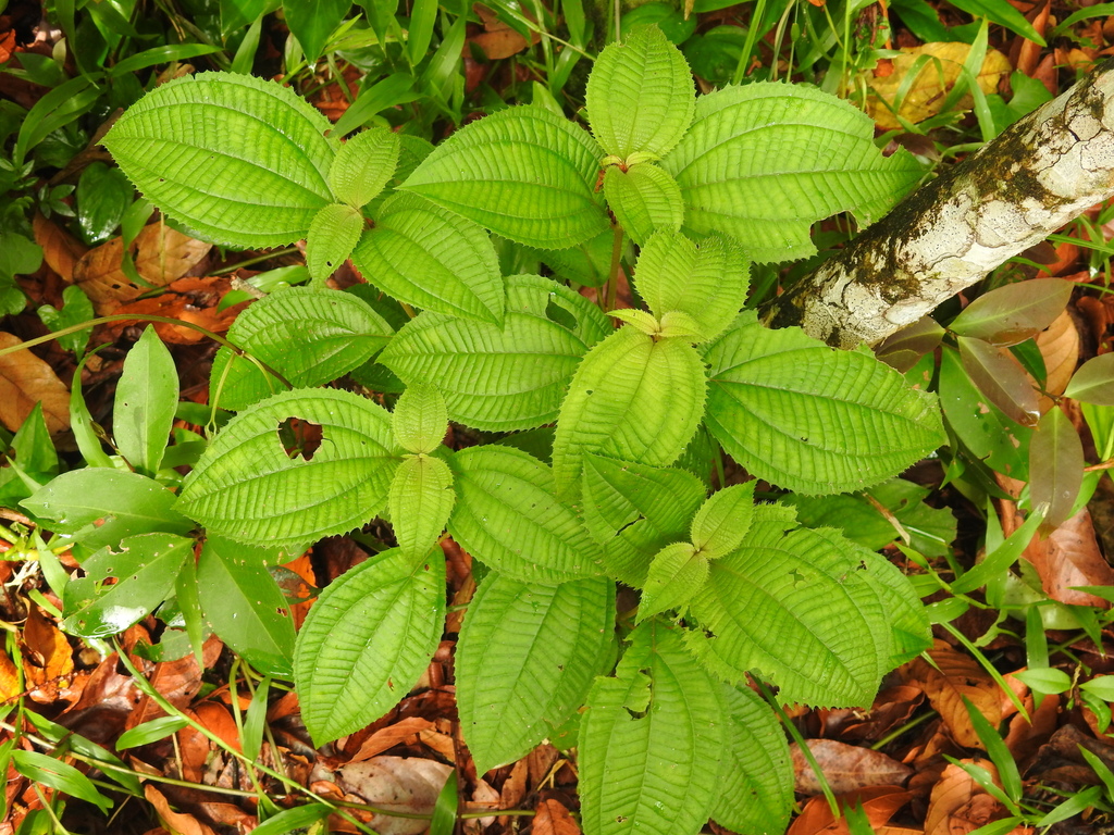 Koster's curse from 3.5 km de Barra de Parismina hacia el sur, Limón ...