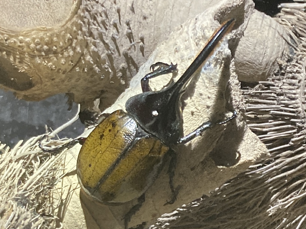 Central American Hercules Beetle from Limón, Siquirres, Costa Rica on ...