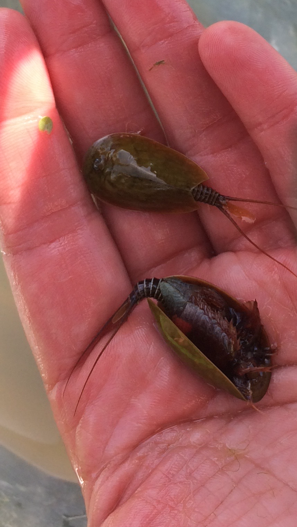 Vernal Pool Tadpole Shrimp in April 2019 by Tammy D.. CTS survey with ...