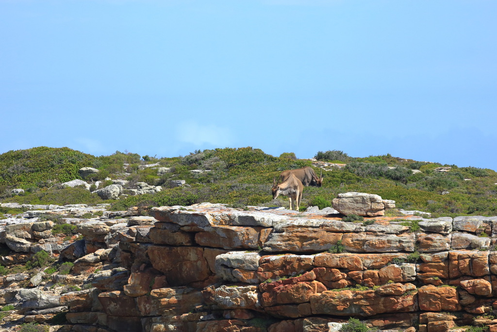 Cape Eland from Cape Town, Western Cape, South Africa on March 22, 2023 ...