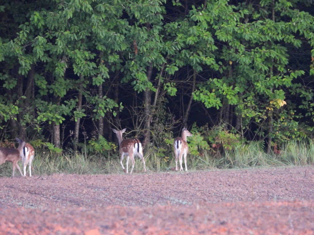 European Fallow Deer from Anykščiai District Municipality, Lithuania on ...