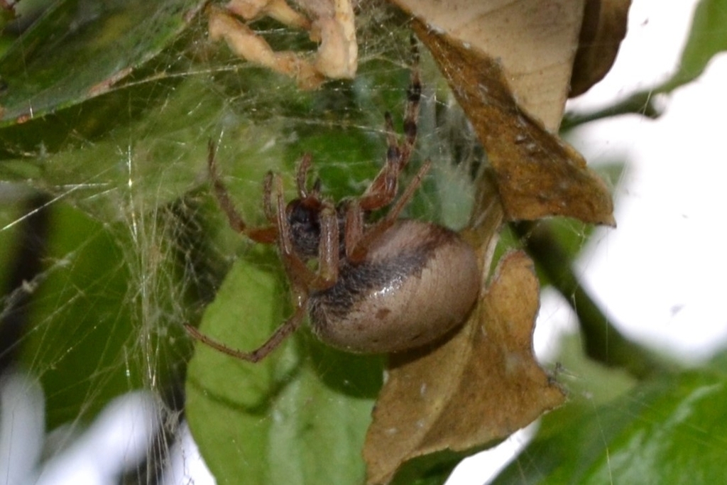 Green Hairy Field Spider from 228 Utrecht Street, Vryheid, 3100, South ...