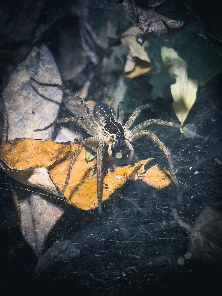 Sosippus agalenoides from Calle Cerro Los Coyotes, Santa Cruz, Province ...