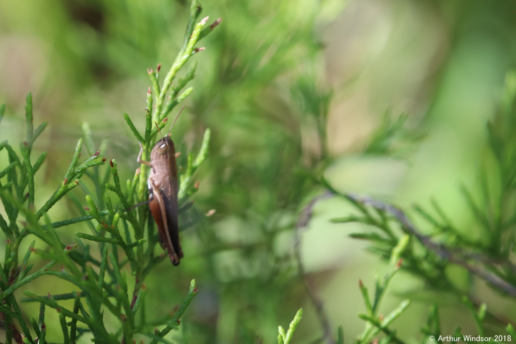 Brown Winter Grasshopper from Castaway Island Preserve, FL, USA on ...