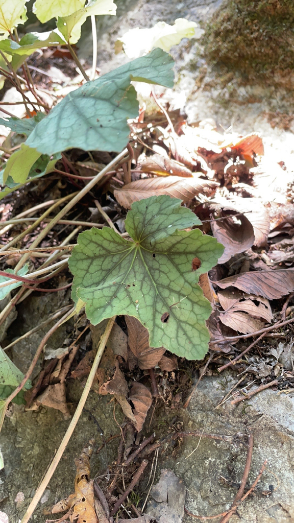 American alumroot from Knoxville on September 7, 2023 at 02:05 PM by ...