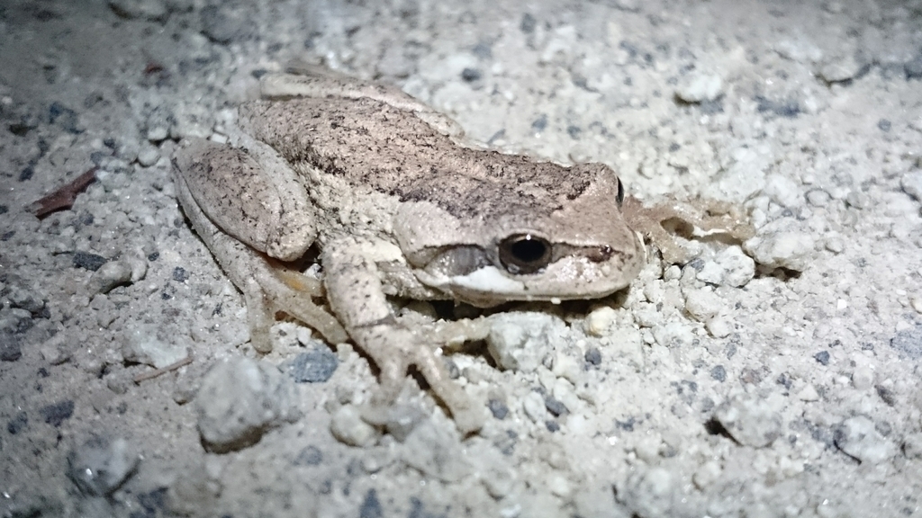 Southern Brown Tree Frog from Link Rd, Gembrook VIC 3783, Australia on ...