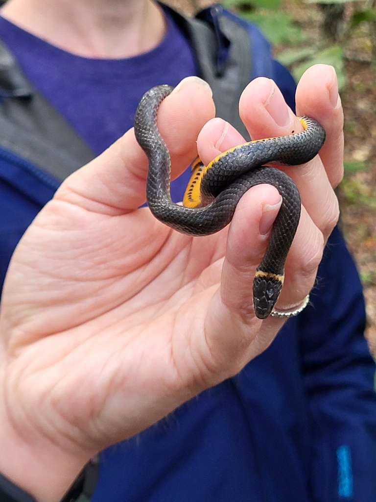 Southern Ringneck Snake in September 2023 by Rigo Cervantes · iNaturalist