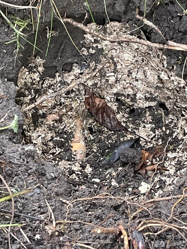 Black Bear Tracks – NatureTracking