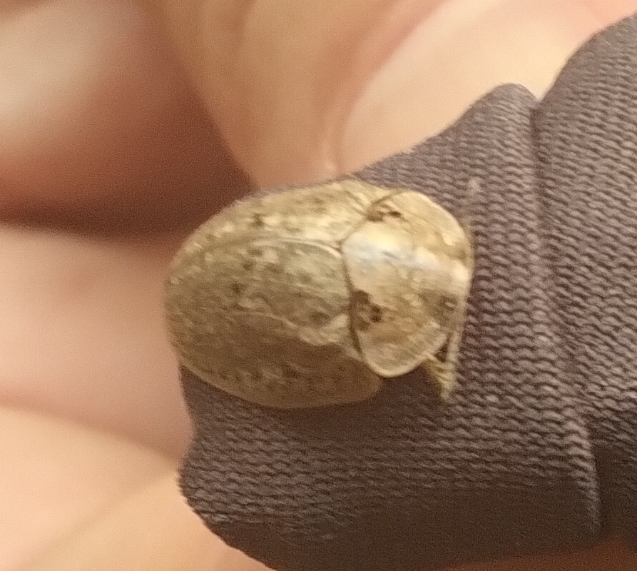Wild Olive Tortoise Beetle from Adolfo Lopez Mateos INFONAVIT, 66360 ...