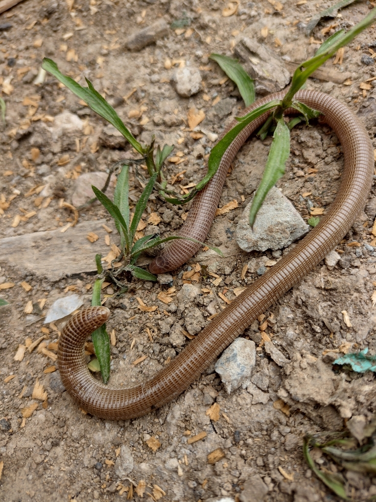 Darwin's Ringed Worm Lizard from Puente sobre Río de la Reconquista del ...