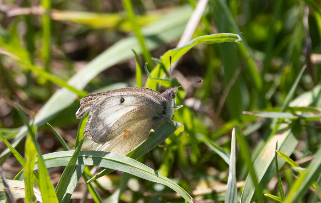 Clouded Sulphur from Bluegrass Lane Natural Area on September 1, 2023 ...