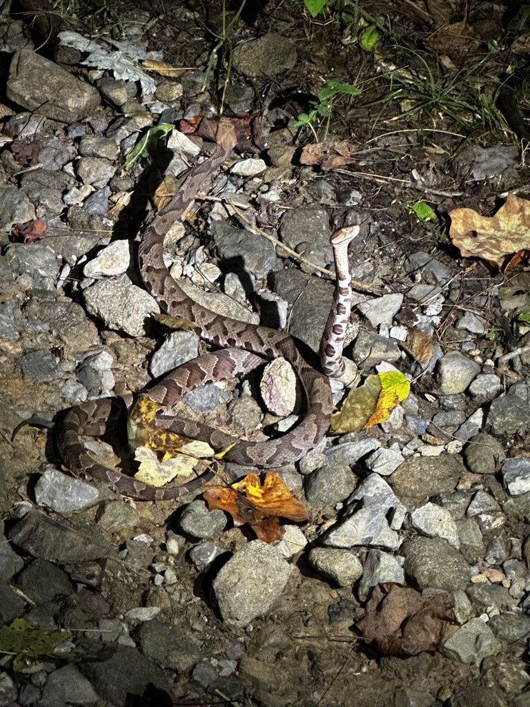 Eastern Copperhead in September 2023 by Jordan Ulmer. Two copperheads ...