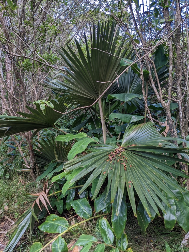 Loulu Palms from Kauai County, US-HI, US on July 29, 2023 at 04:44 PM ...