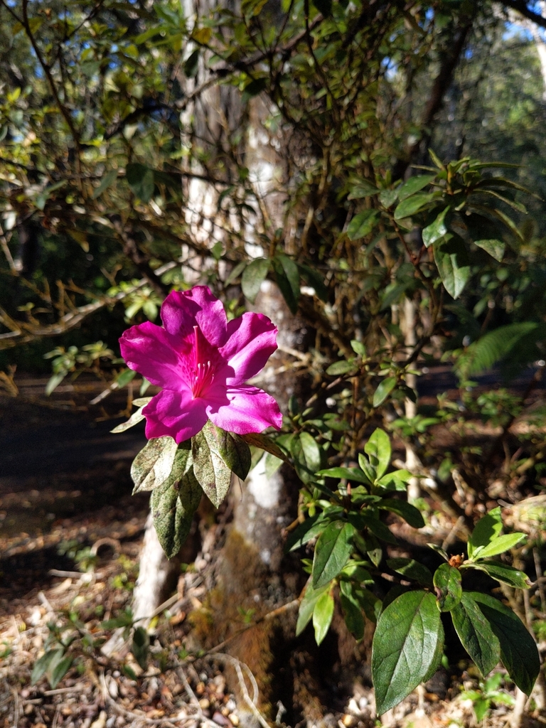 rhododendrons and azaleas from Hawaii County, US-HI, US on September 23 ...