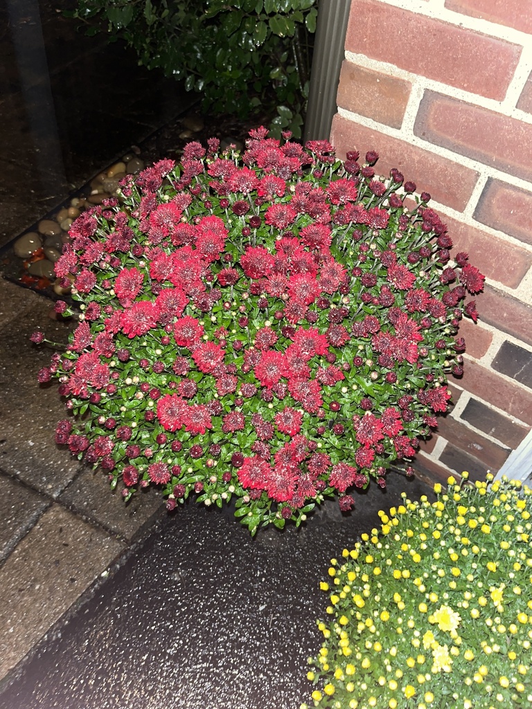chrysanthemums from N Marshall St, Allentown, PA, US on September 24 ...