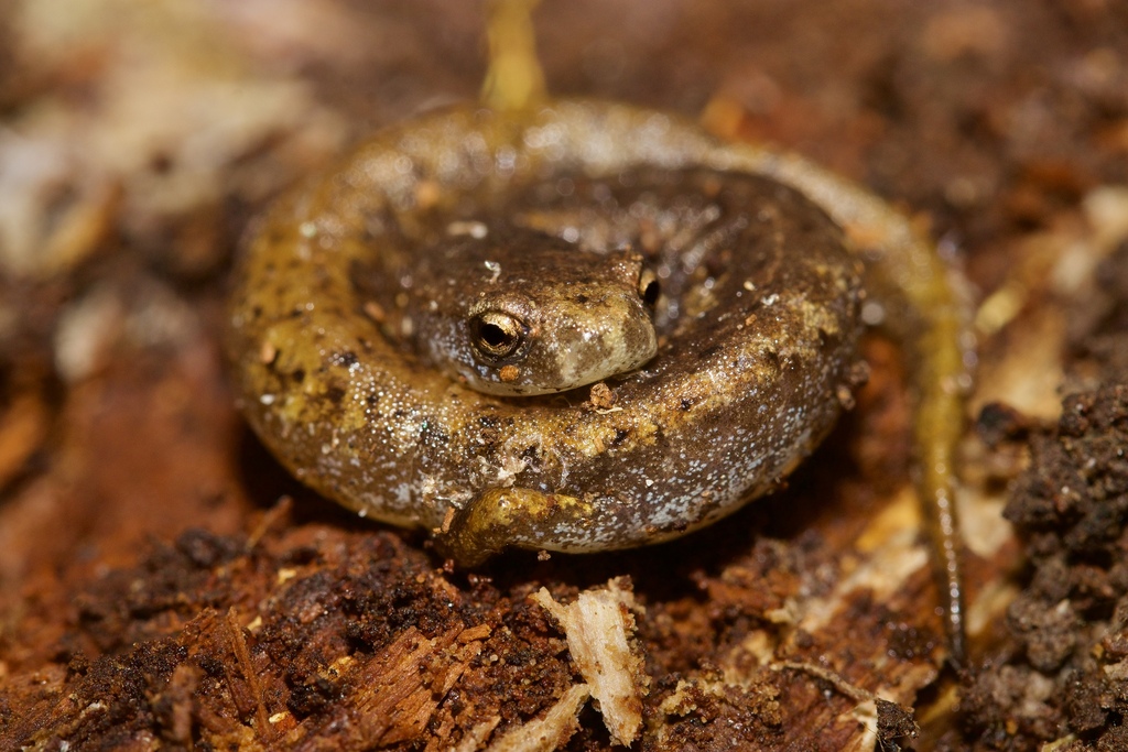 Four-toed Salamander in September 2023 by Dimitris Salas. Flipped ...