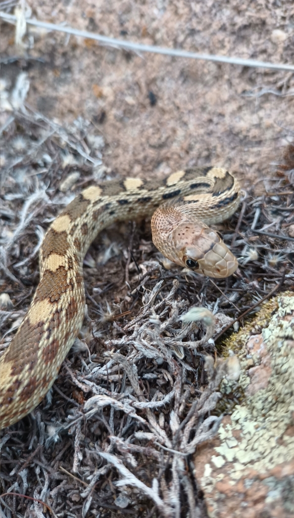 Mexican Bull Snake from 99115 Zac., México on September 23, 2023 at 06: ...