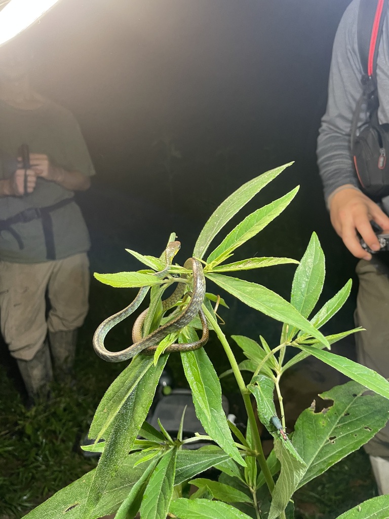 Brown Sipo in June 2021 by Sean Rowan Laughlin · iNaturalist