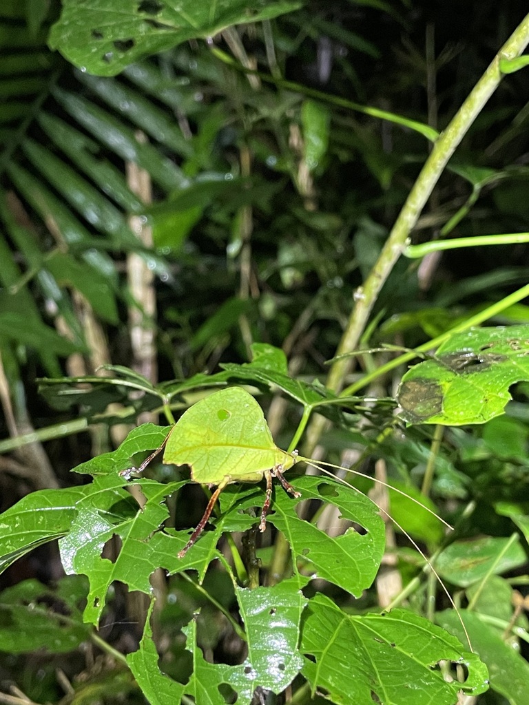 Typophyllum mortuifolium in June 2021 by Sean Rowan Laughlin · iNaturalist