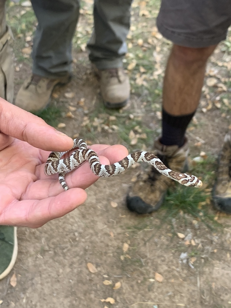 Sonoran Lyre Snake in September 2023 by Faith Goodwin · iNaturalist