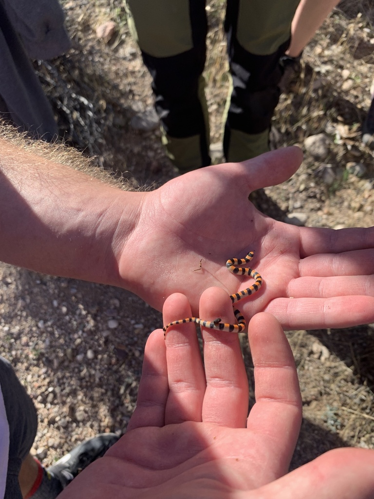 Ground Snake in September 2023 by Faith Goodwin · iNaturalist