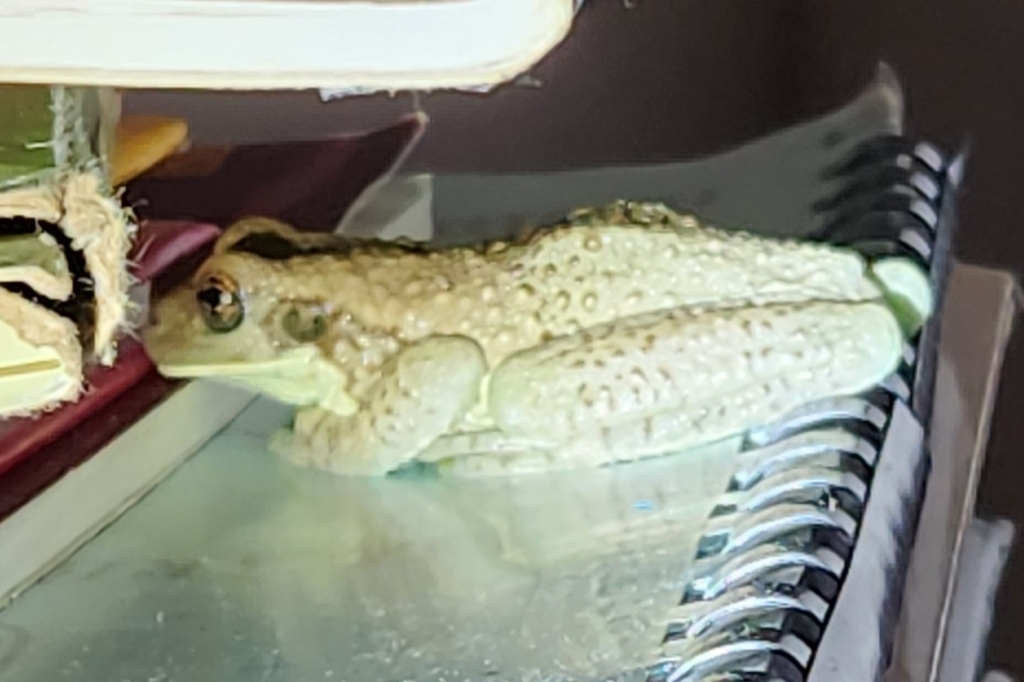 Veined Tree Frog from Rio Claro, Trinidad and Tobago on September 24 ...