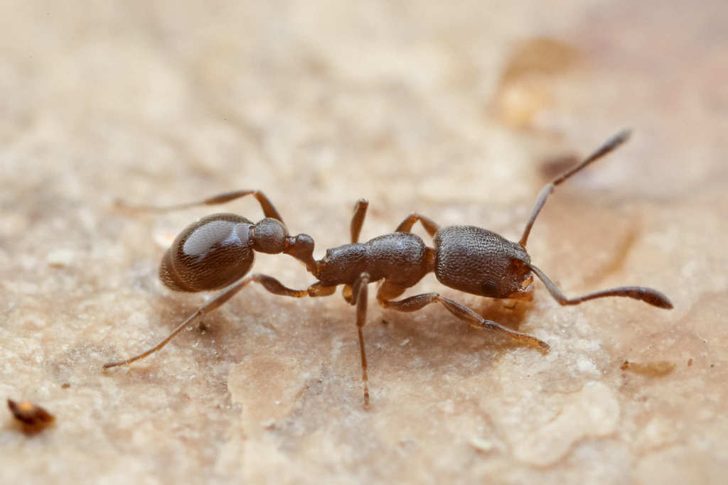 Brown Spiny Timid Ant from Bundu Farm, Bo-Karoo, South Africa on April ...