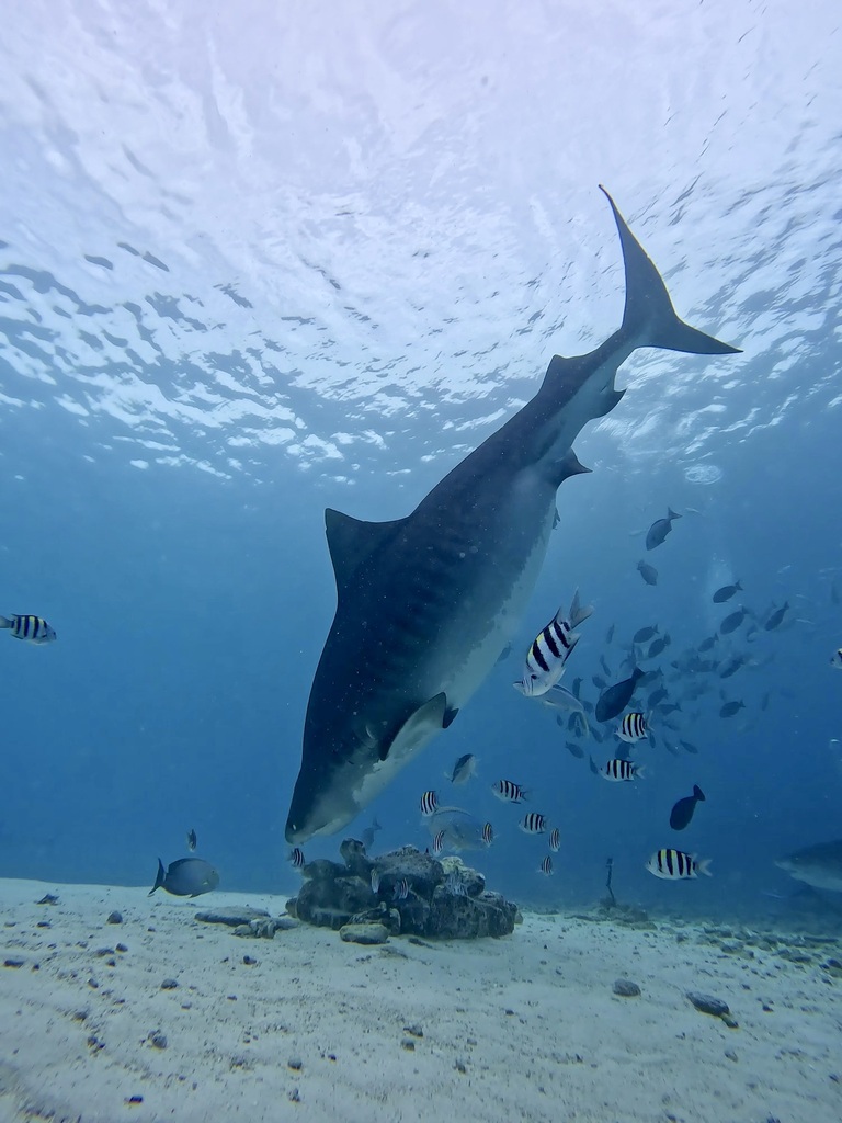 Tiger Shark in March 2023 by Sean Rowan Laughlin · iNaturalist
