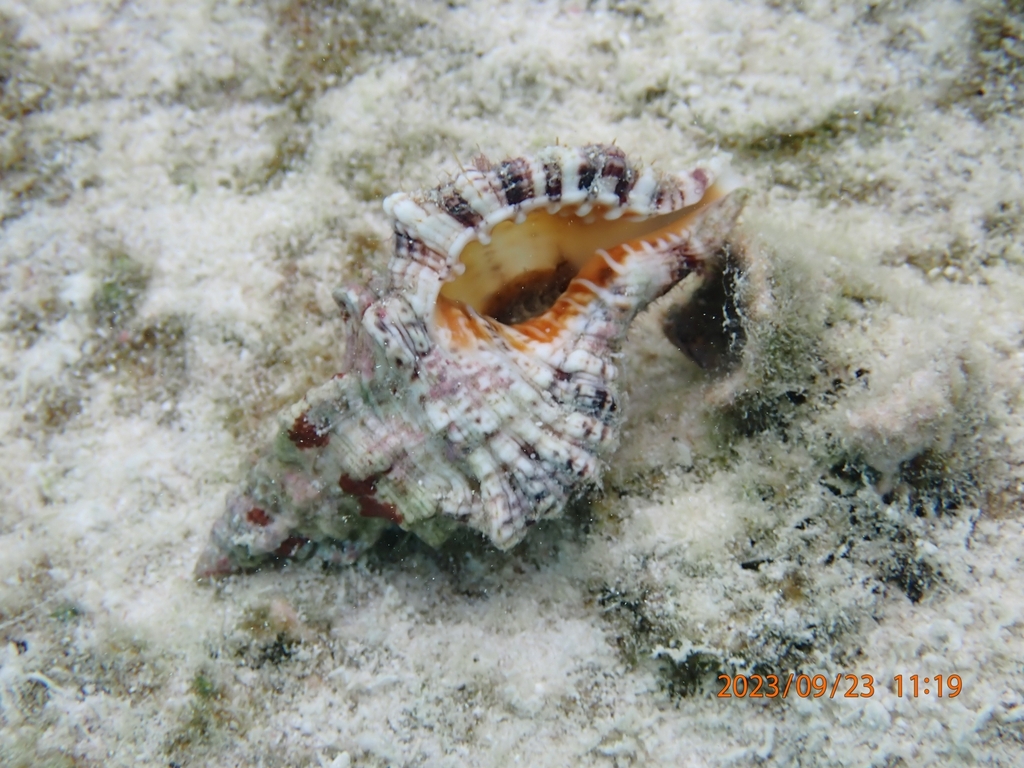 Gold-Mouthed Triton Snail from 3V3Q+C49, Nilandhoo, Maldives on ...