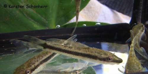 Otocinclus mariae · iNaturalist Mexico