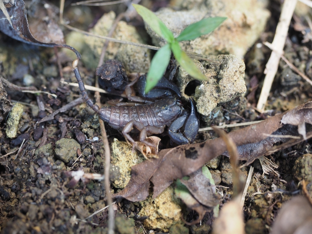 Dwarf Wood Scorpion from Dumaguena, Palawan, Fülöp-szigetek on November ...